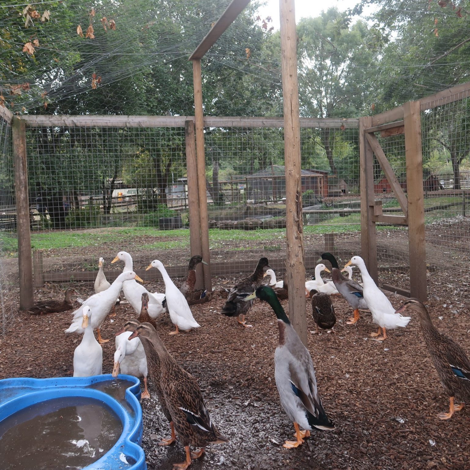 Mudchute Farm - Backyard Poultry